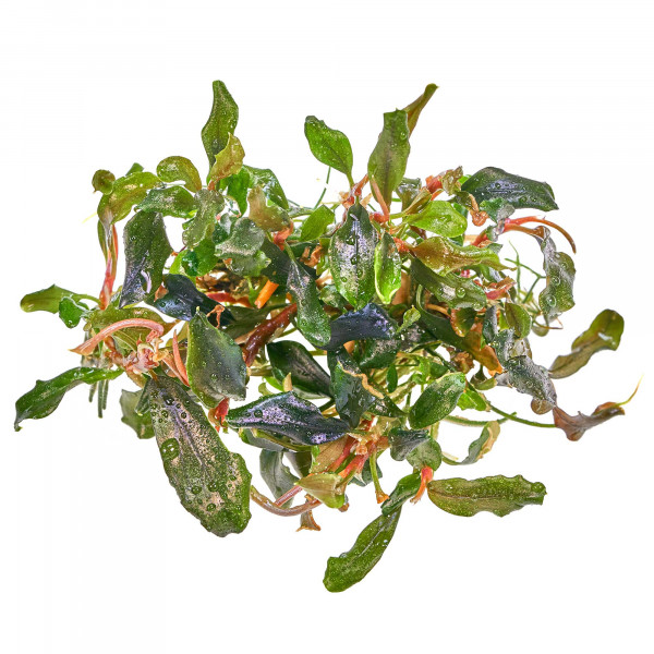 Bucephalandra sp. "Red Scorpio" - in vitro | Aufsitzer ...