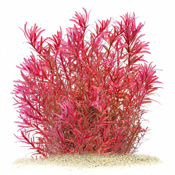 Rotala rotundifolia „Singapore Blood Red“