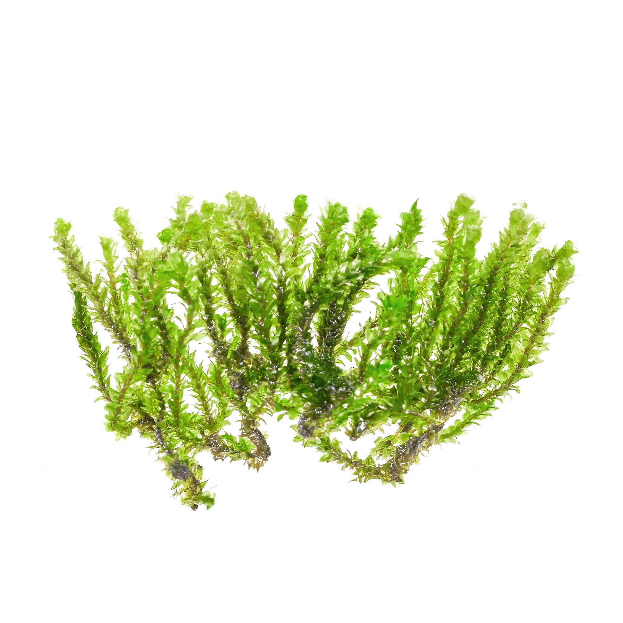 Distichophyllum sp. | Rare-Moos - Portion
