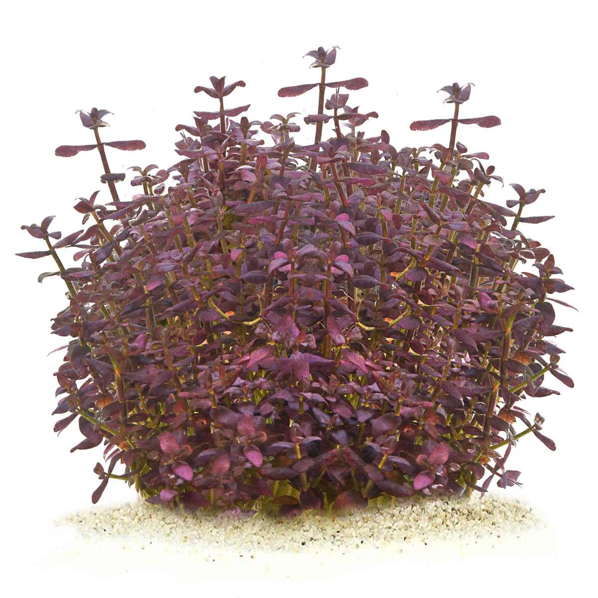 Bacopa Salzmannii "Purple" | Salzmann Fettblatt "Violett" - in vitro ...