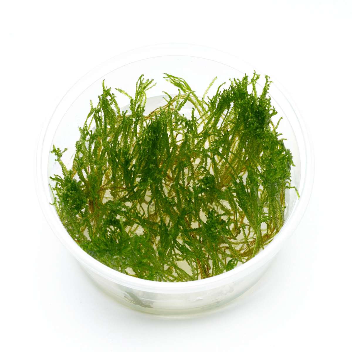Taxiphyllum sp. | Spiky Moos in vitro