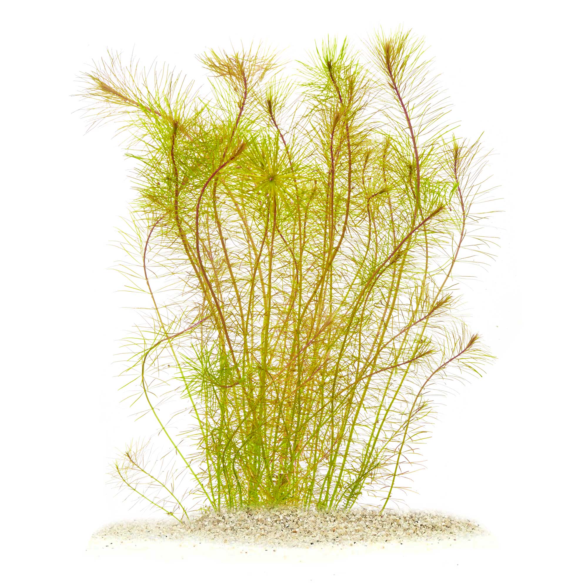 Rotala sp. "Vietnam" - in vitro XL 8,5cm