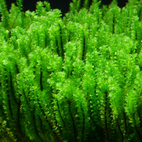 Distichophyllum sp. Rare-Moos günstig kaufen