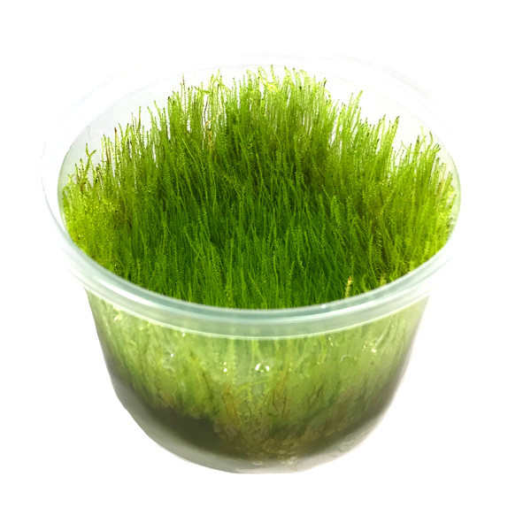 Amblystegium serpens | Nano-Moos in vitro günstig kaufen