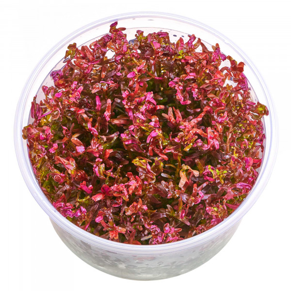 Rotala rotundifolia „Singapore Blood Red“