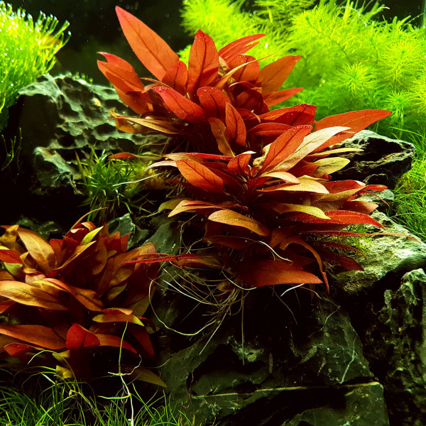 Rote Aquariumpflanzen Set | Red Aquascaping Set - In Vitro XL ...