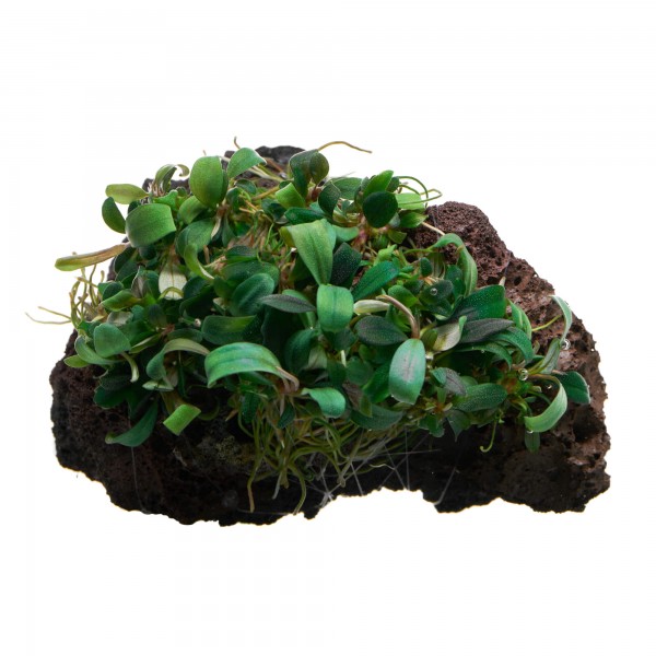 Bucephalandra Serimbu Brown in vitro 8 5 cm günstig kaufen