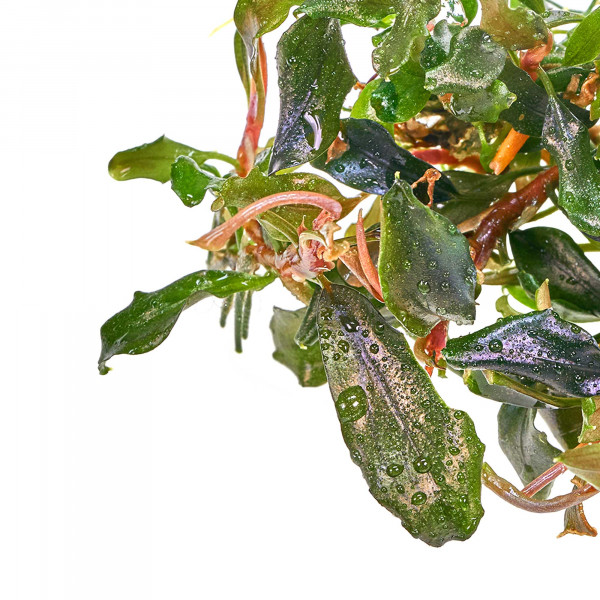 Bucephalandra sp. "Red Scorpio" - in vitro | Aufsitzer ...