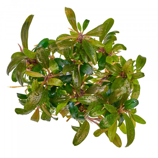 Bucephalandra Serimbu Brown in vitro 8 5 cm günstig kaufen