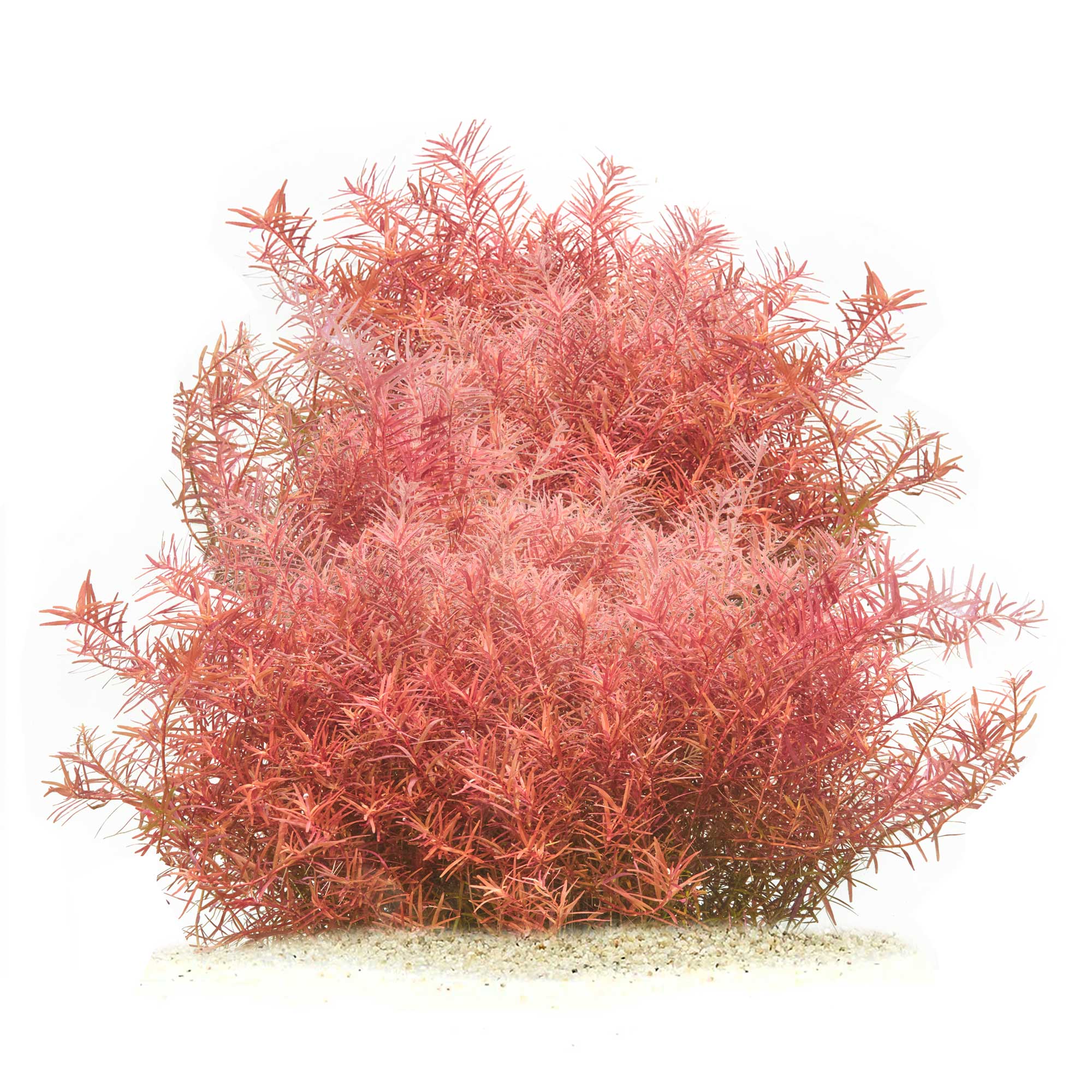 Rotala Rotundifolia H'Ra in vitro günstig kaufen