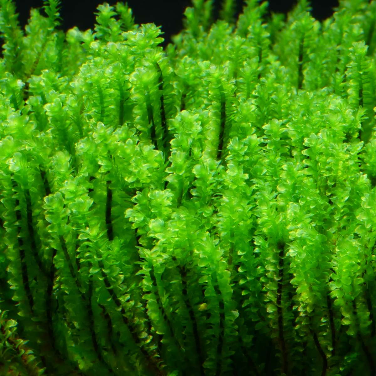 Distichophyllum sp. Rare-Moos günstig kaufen