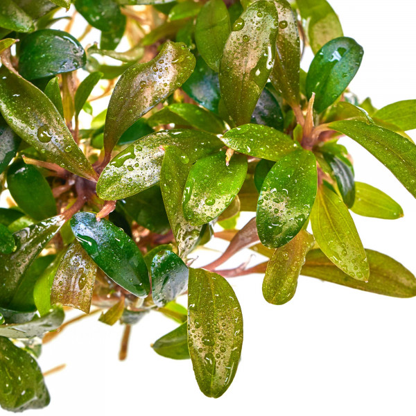 Bucephalandra Serimbu Brown in vitro 8 5 cm günstig kaufen
