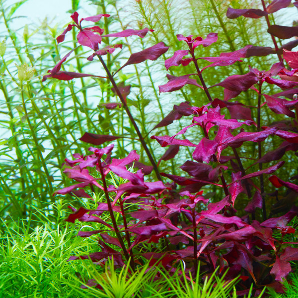 Rote Aquariumpflanzen Set | Red Aquascaping Set - In Vitro XL ...