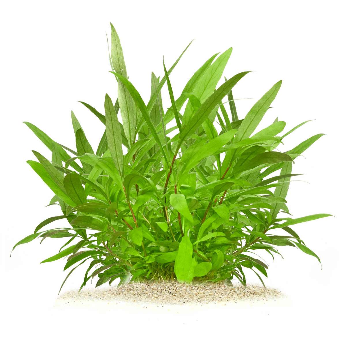 Hygrophila Corymbosa "Thailand" - in vitro